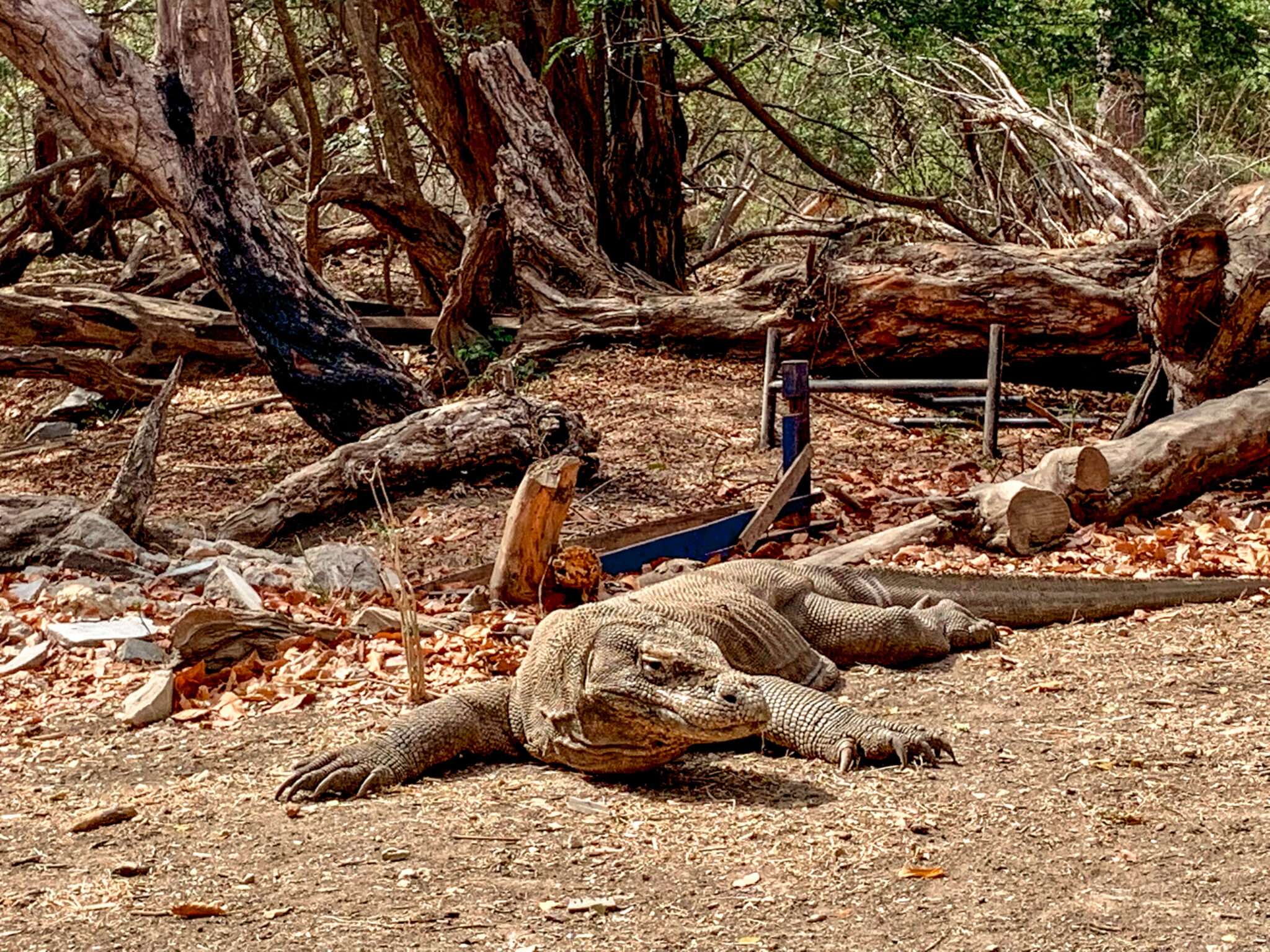 Bucket List Adventure Ideas in the Komodo Islands