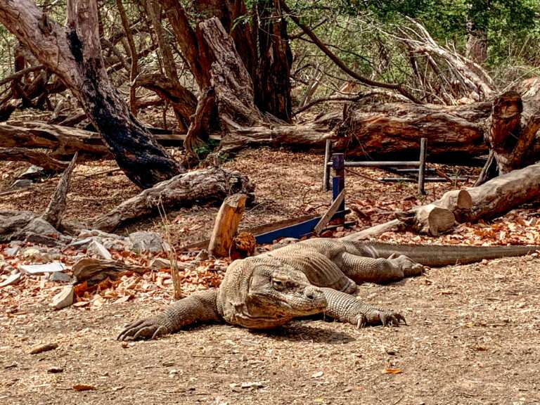 Bucket List Adventure Ideas in the Komodo Islands