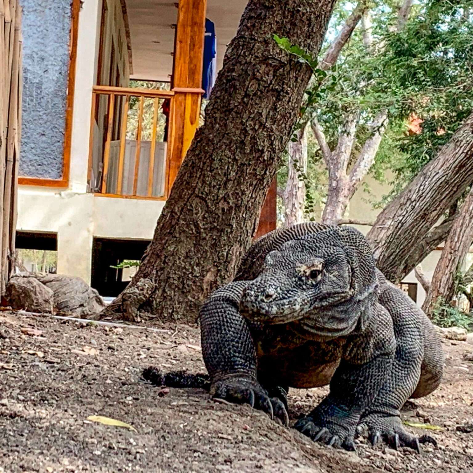 Bucket List Adventure Ideas in the Komodo Islands