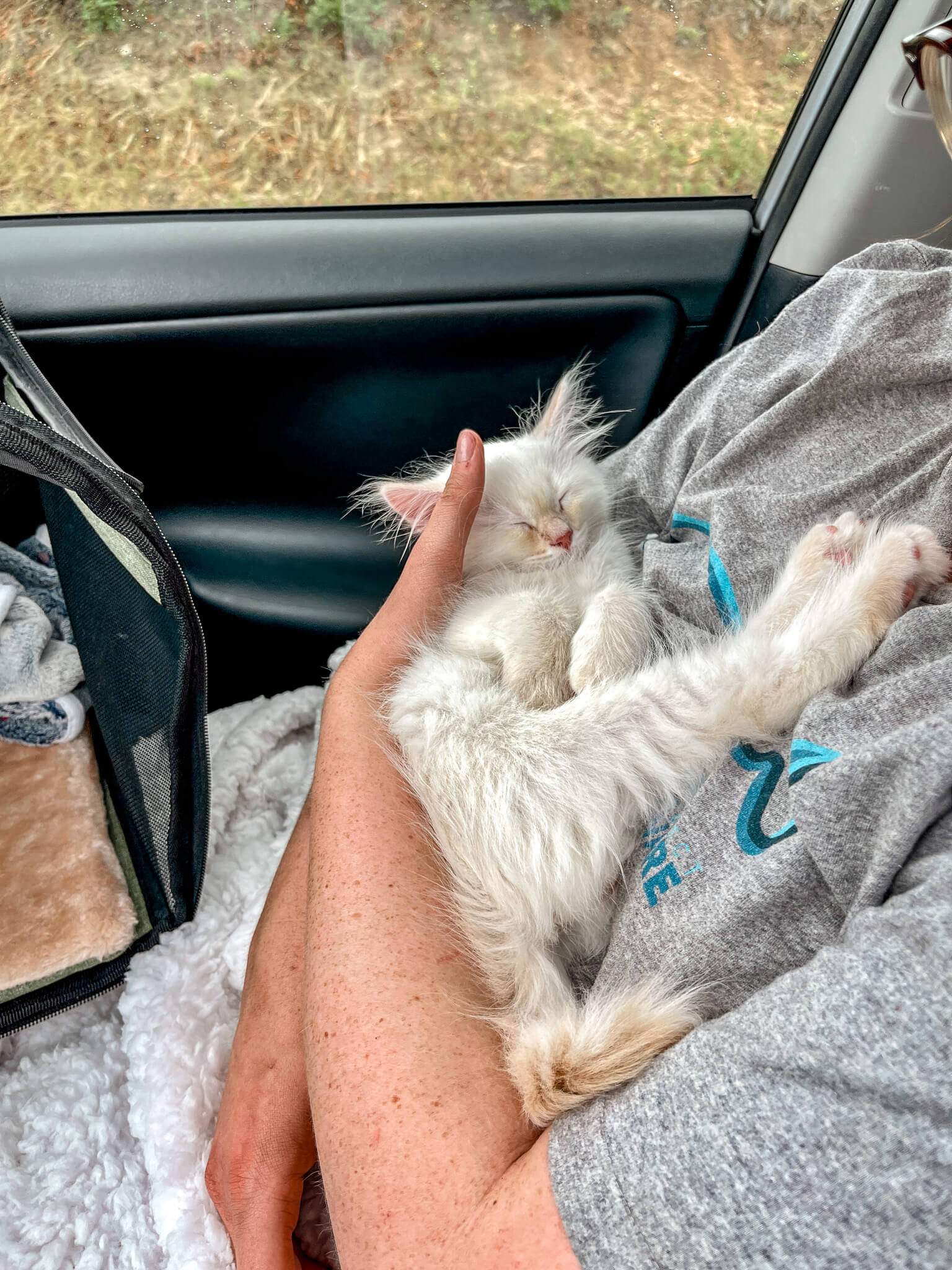 How to Fly with A Cat Internationally: Learn from My Mistakes!