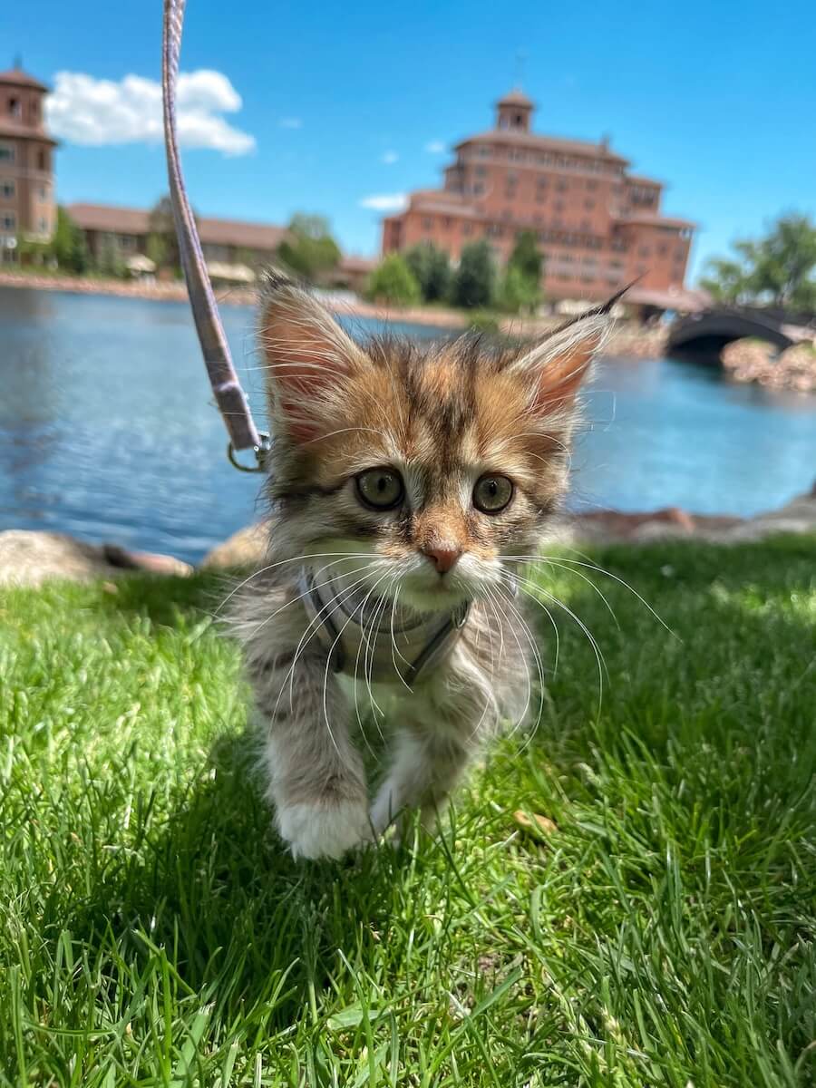 How to Fly with A Cat Internationally: Learn from My Mistakes!